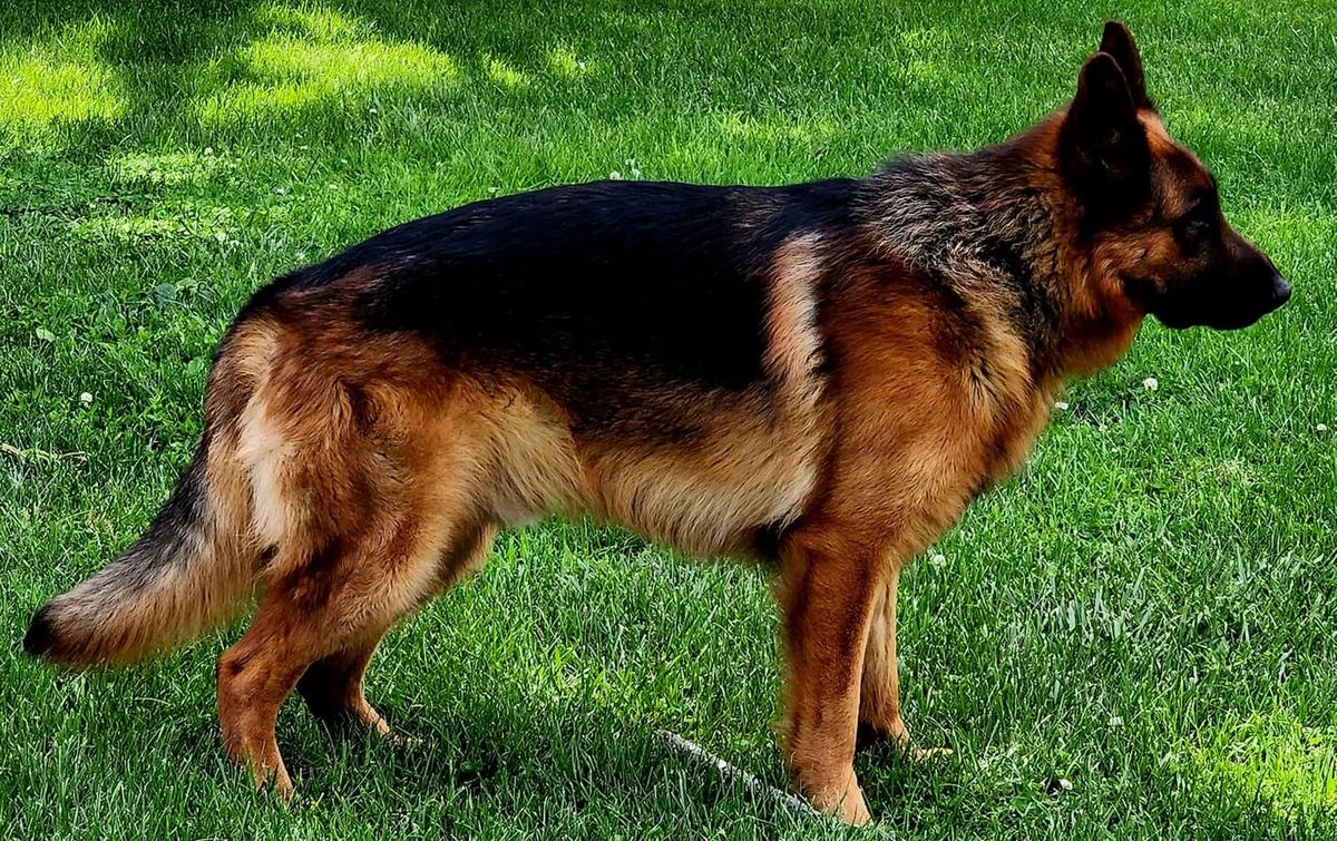 German Shepherd named Thor Vom Ewig Krieger