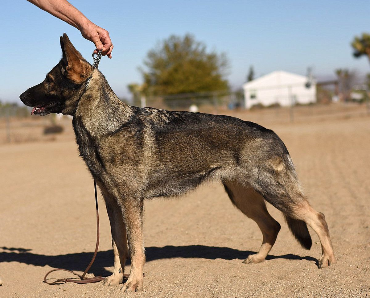 German Shepherd named Mercy Vom Quellwasser